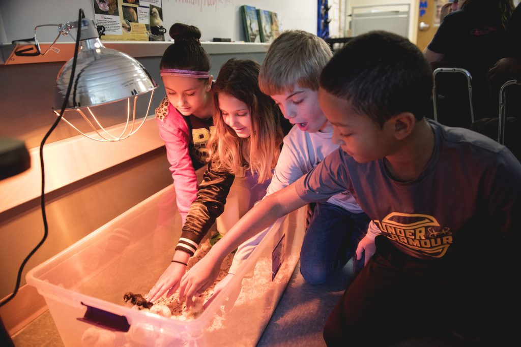 Egg-ceptional: Embryology project yields tiny chicks and big lessons ...